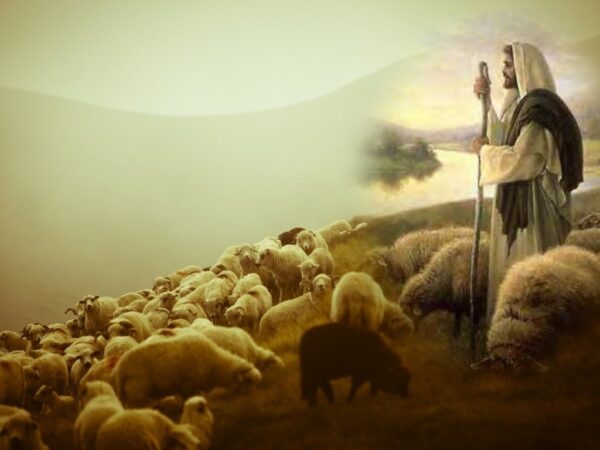 The Sheep Of His Pasture, Part Two - Shepherding All Gods Creatures